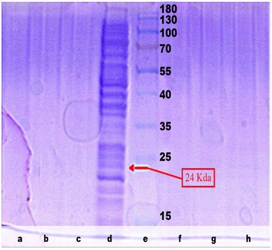 Gel Protein Extraction’s Impact on Conformational Epitopes of Linear ...