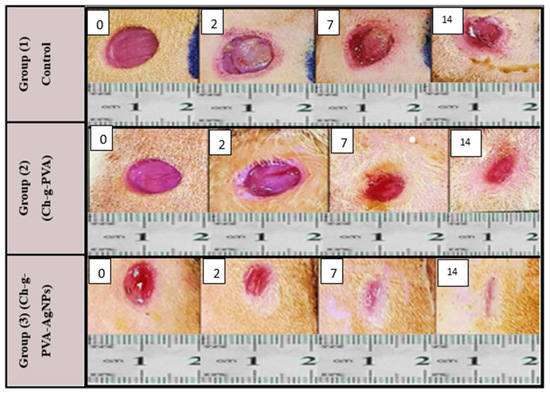 Green Synthesized Silver Nanoparticles Loaded in Polysaccharide ...