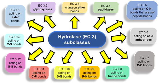 Short Peptides for Hydrolase Supramolecular Mimicry and Their Potential ...
