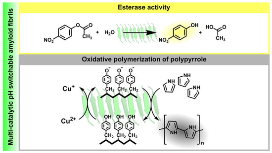 Short Peptides for Hydrolase Supramolecular Mimicry and Their Potential ...