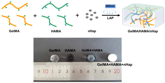 Gelatin/Hyaluronic Acid Photocrosslinked Double Network Hydrogel with ...