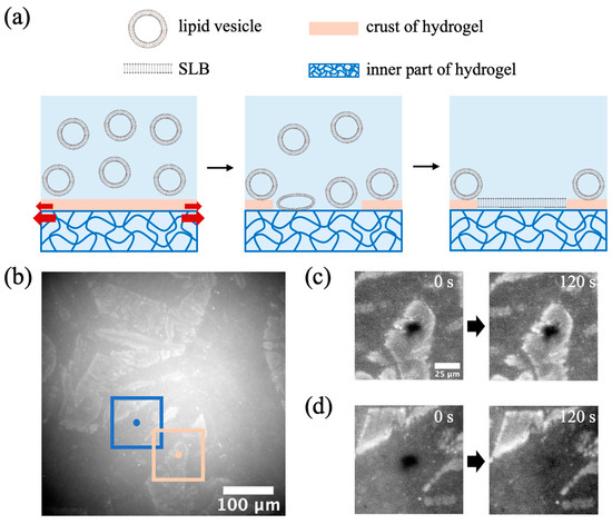 Using the Water Absorption Ability of Dried Hydrogels to Form Hydrogel ...