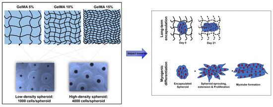Effect of GelMA Hydrogel Properties on Long-Term Encapsulation and ...