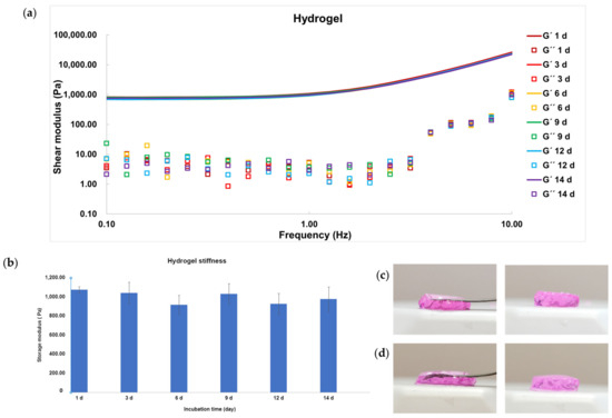 Polyglycerol-Based Hydrogel as Versatile Support Matrix for 3D ...