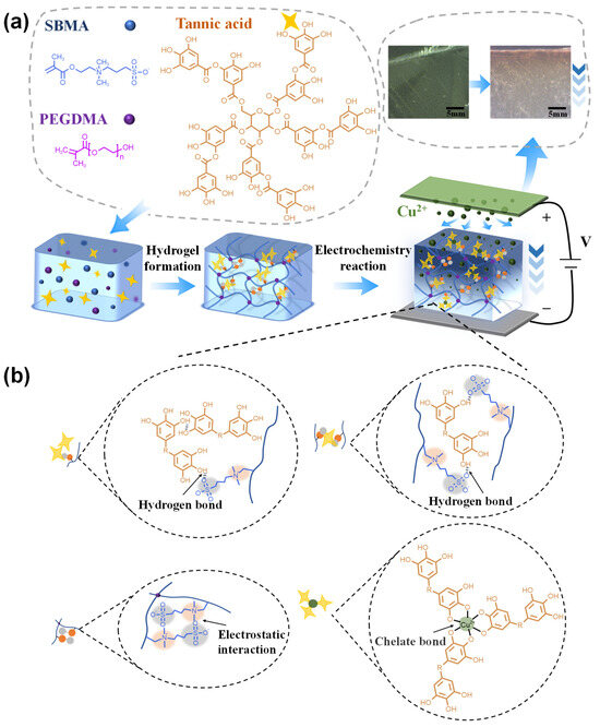 Biomimetic Gradient Hydrogels with High Toughness and Antibacterial ...