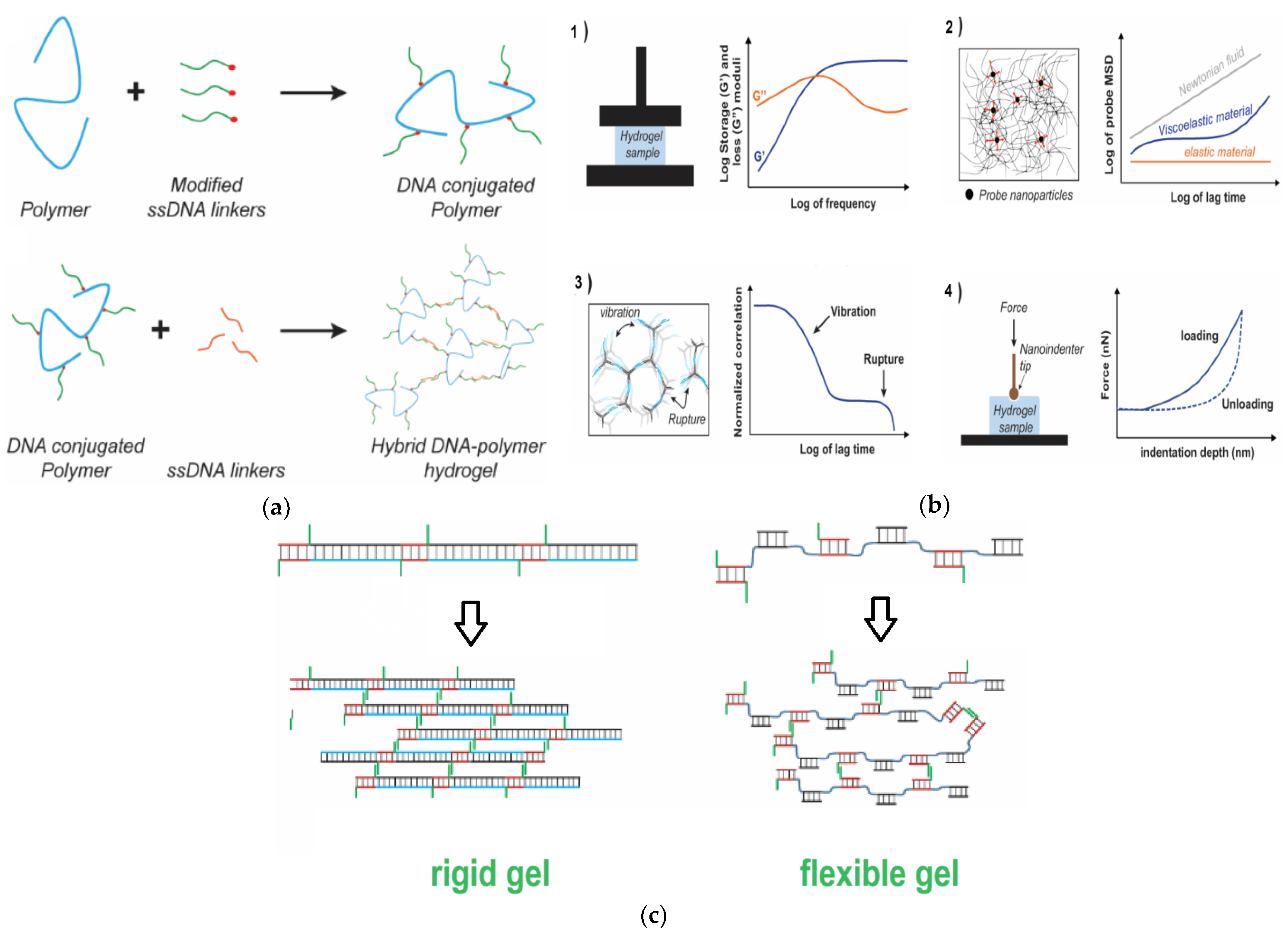 Dancing with Nucleobases: Unveiling the Self-Assembly Properties of DNA and RNA Base-Containing ...