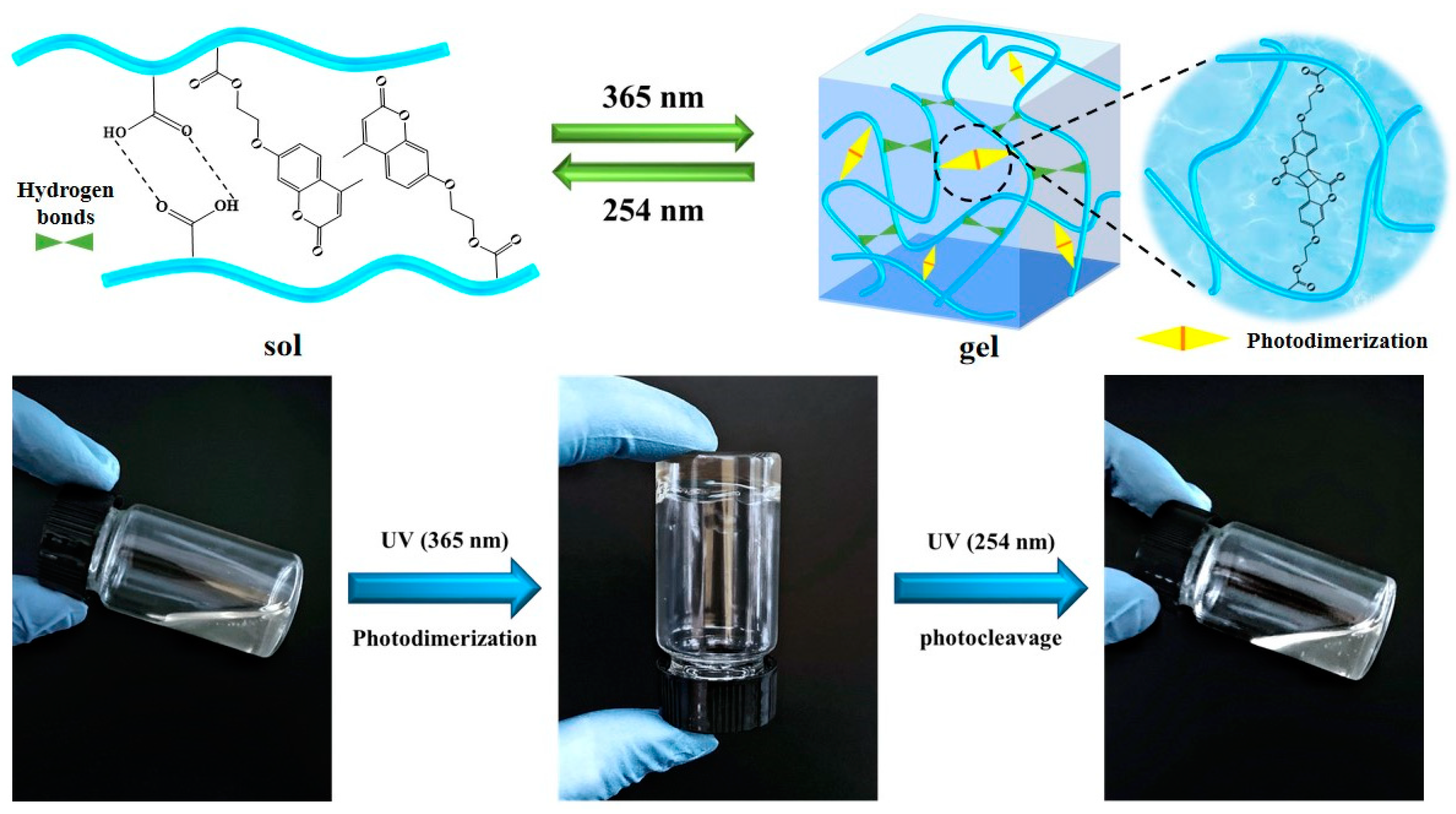 A Sol–Gel Transition and Self-Healing Hydrogel Triggered via Photodimerization of Coumarin