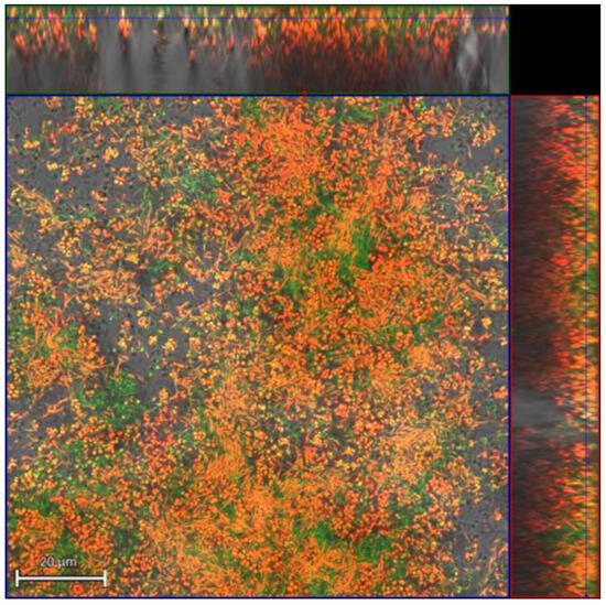 Mucoadhesive Pharmacology: Latest Clinical Technology in Antiseptic Gels