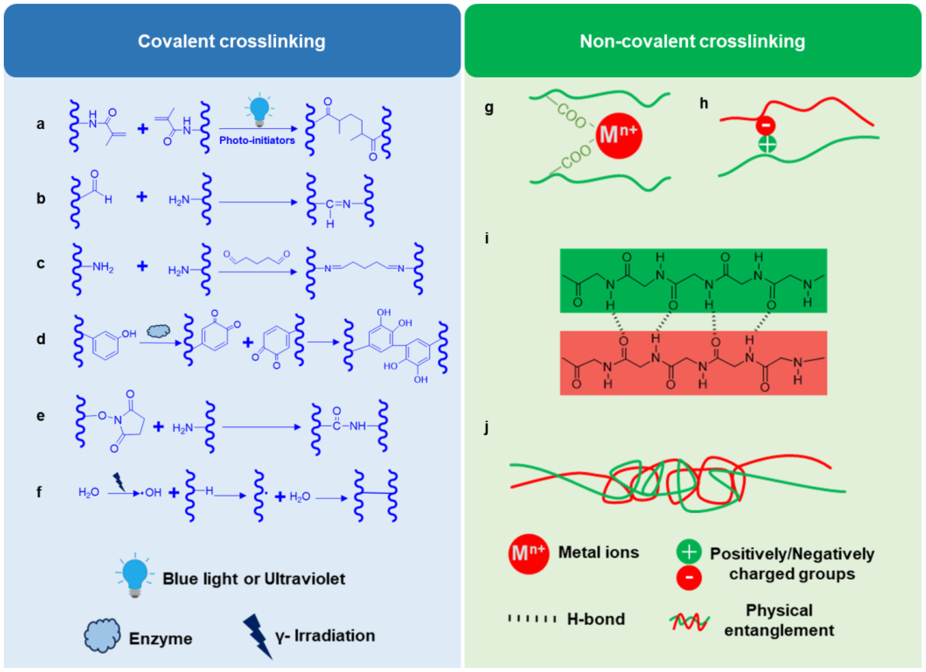 Advances in Hydrogels for Meniscus Tissue Engineering: A Focus on ...