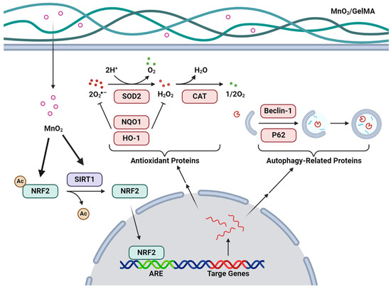 The MnO2/GelMA Composite Hydrogels Improve the ROS Microenvironment of ...