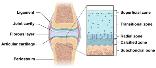 Hydrogel-Based 3D Bioprinting Technology for Articular Cartilage ...