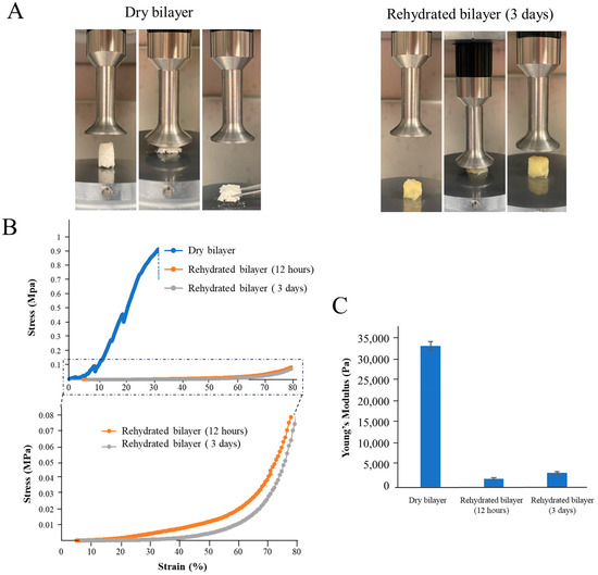 Streamlining Skin Regeneration: A Ready-To-Use Silk Bilayer Wound Dressing