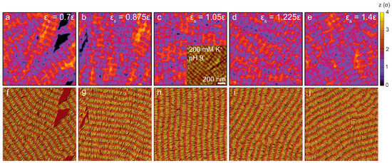 Self-Assembly Behavior of Collagen and Its Composite Materials ...