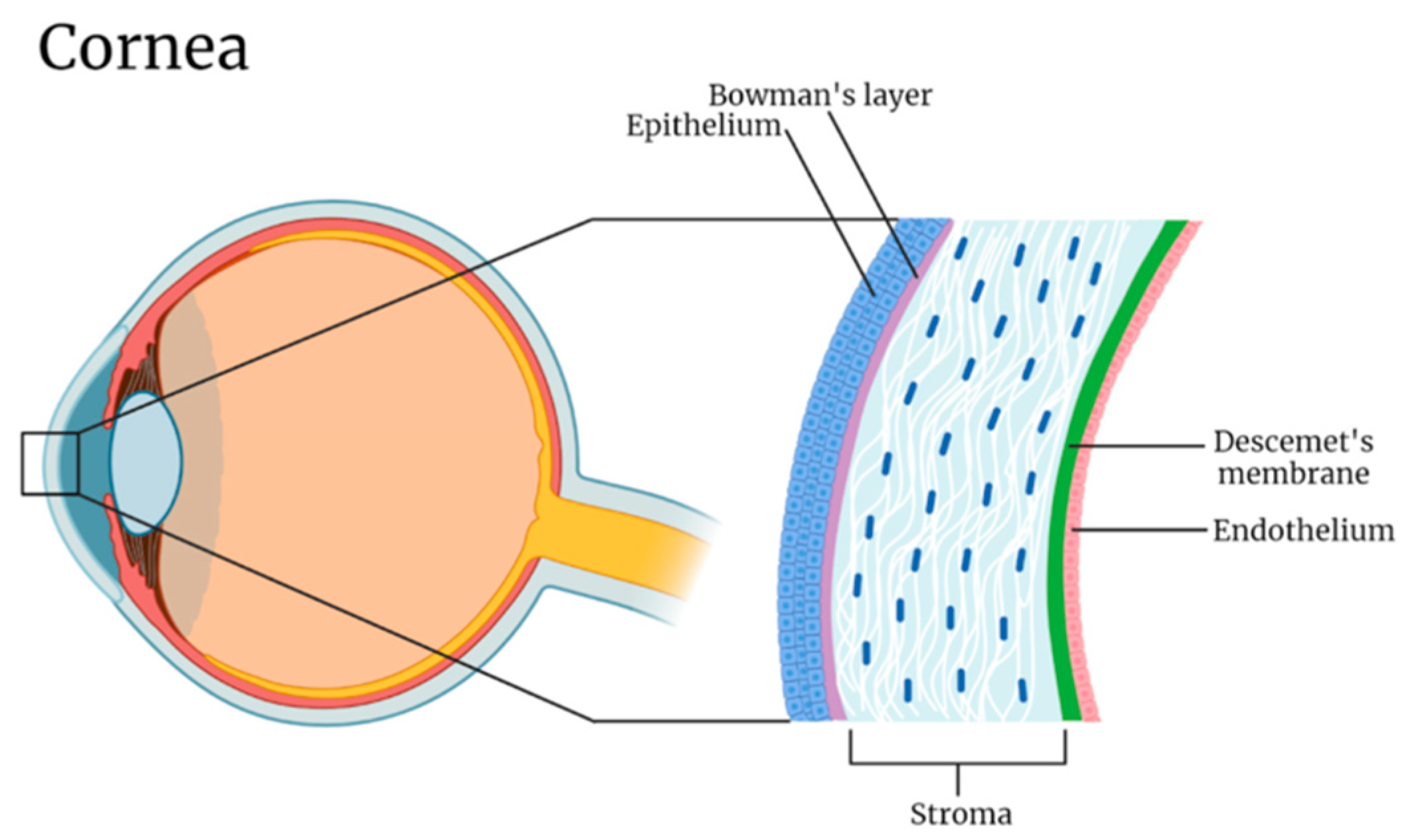 Advancements in Hydrogels for Corneal Healing and Tissue Engineering
