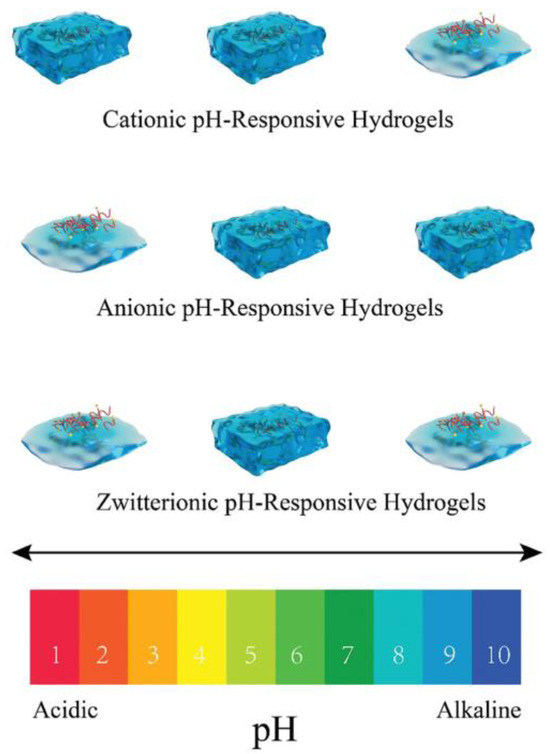 Fundamentals and Advances in Stimuli-Responsive Hydrogels and Their Applications: A Review