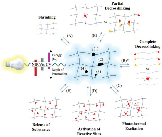 Fundamentals and Advances in Stimuli-Responsive Hydrogels and Their ...