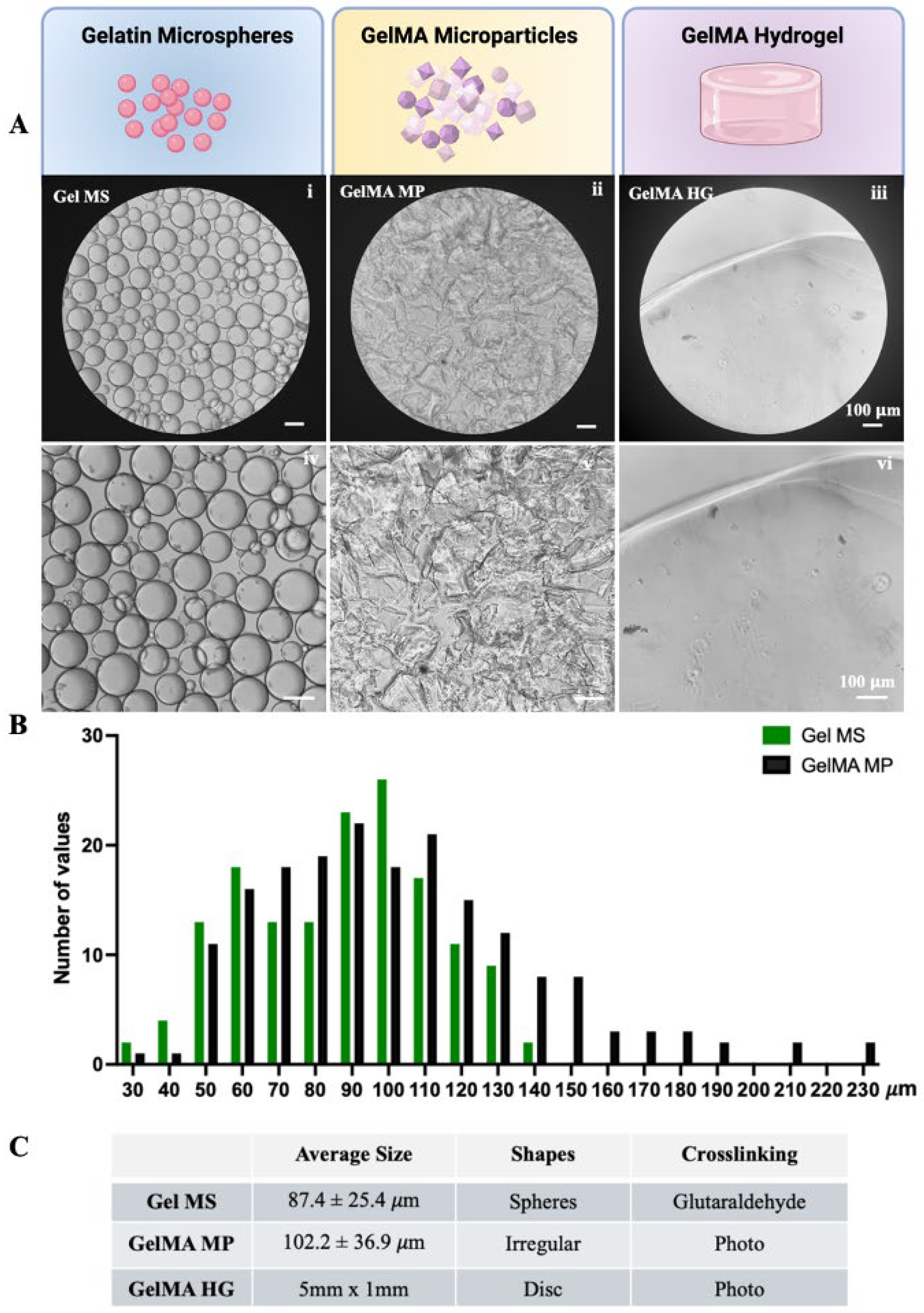 Expansion and Delivery of Human Chondrocytes on Gelatin-Based Cell Carriers