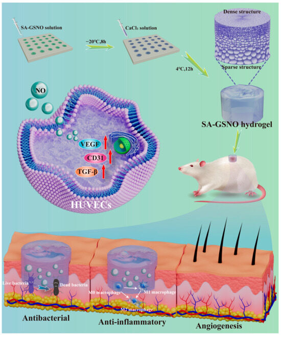 Development of an Asymmetric Alginate Hydrogel Loaded with S ...