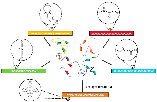 Molecular Engineering of Recombinant Protein Hydrogels: Programmable ...