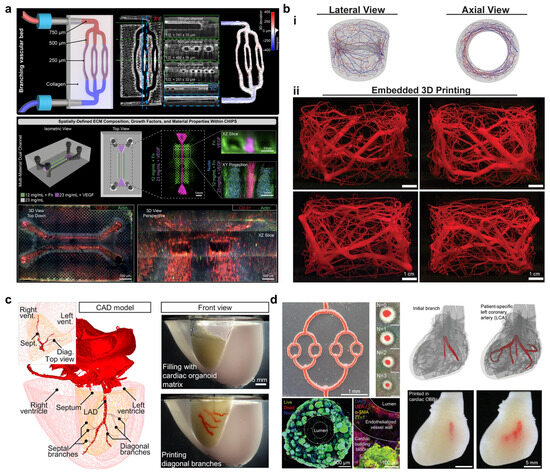 Bioprinting Vascularized Constructs for Clinical Relevance: Engineering ...