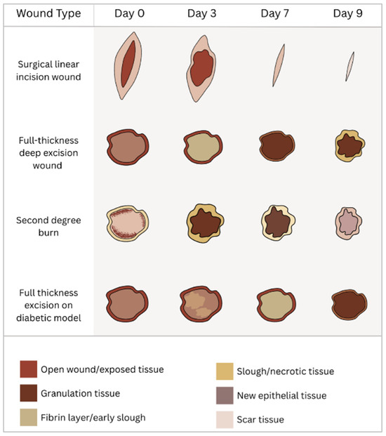 Biological Models for Evaluating Hydrogel-Based Formulations in Wound ...