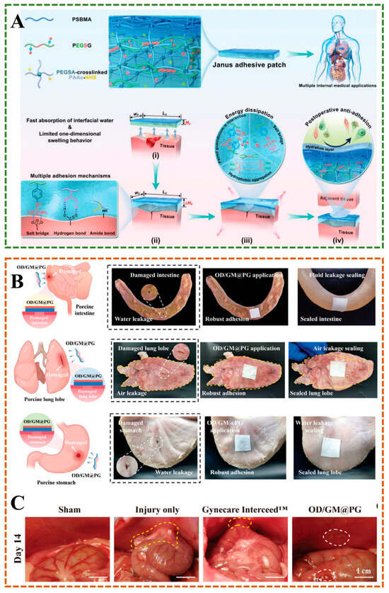 Janus Hydrogels: Design, Properties, and Applications