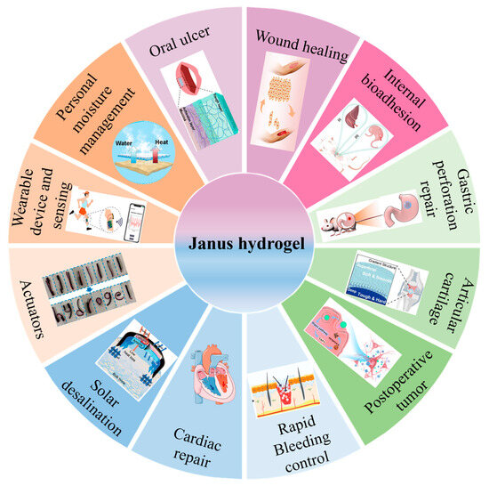 Janus Hydrogels: Design, Properties, and Applications