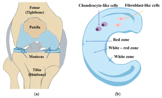 Biological Augmentation of Meniscal Repair: A Review with Insights into ...