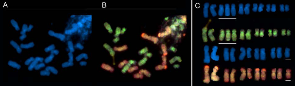 Genes | Free Full-Text | Review of the Application of Modern ...