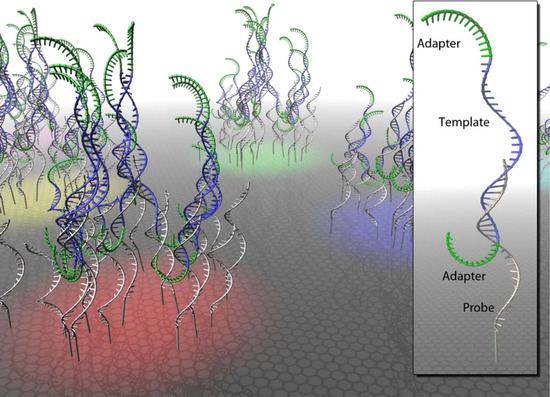Next Generation Sequencing of Ancient DNA: Requirements, Strategies and ...