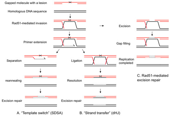 Genes | Special Issue : Gene Conversion in Duplicated Genes