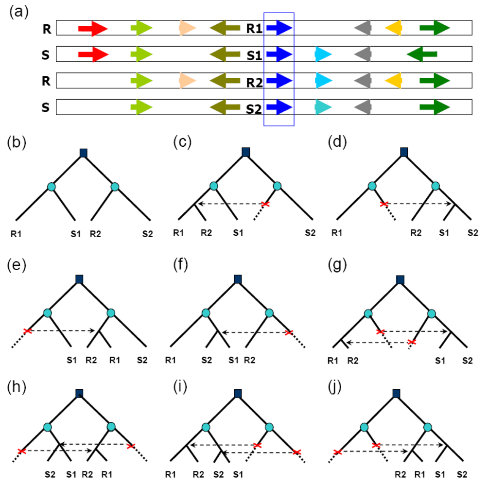 Genes | Special Issue : Gene Conversion in Duplicated Genes