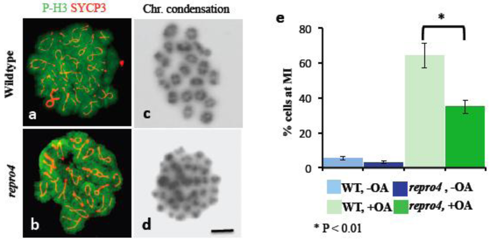 A Mutation in Mtap2 Is Associated with Arrest of Mammalian ...