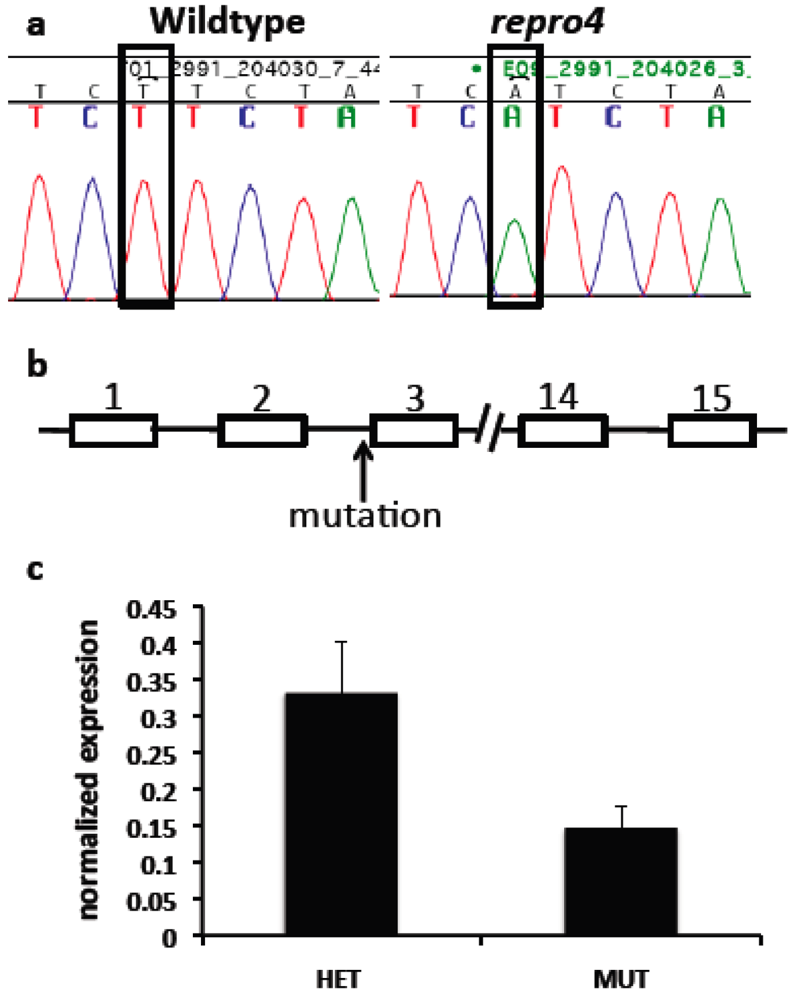A Mutation in Mtap2 Is Associated with Arrest of Mammalian ...