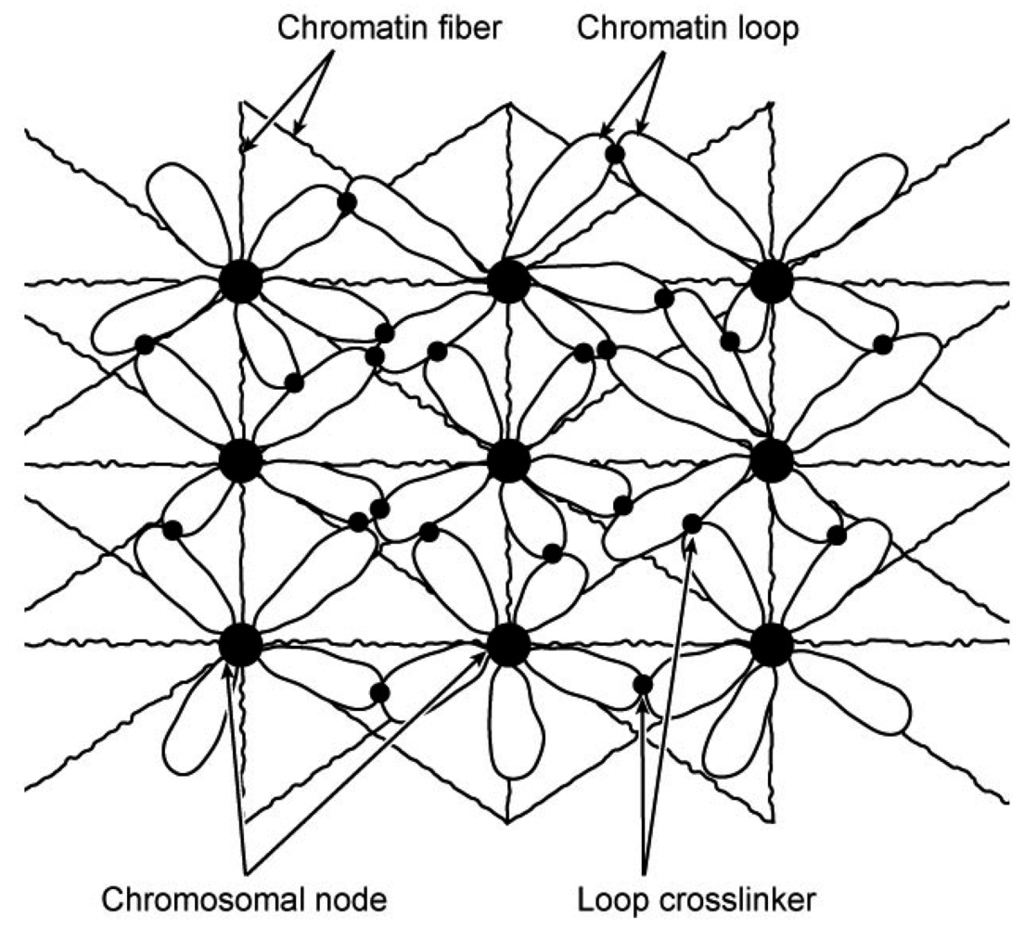 A Model of Repetitive-DNA-Organized Chromatin Network of Interphase ...