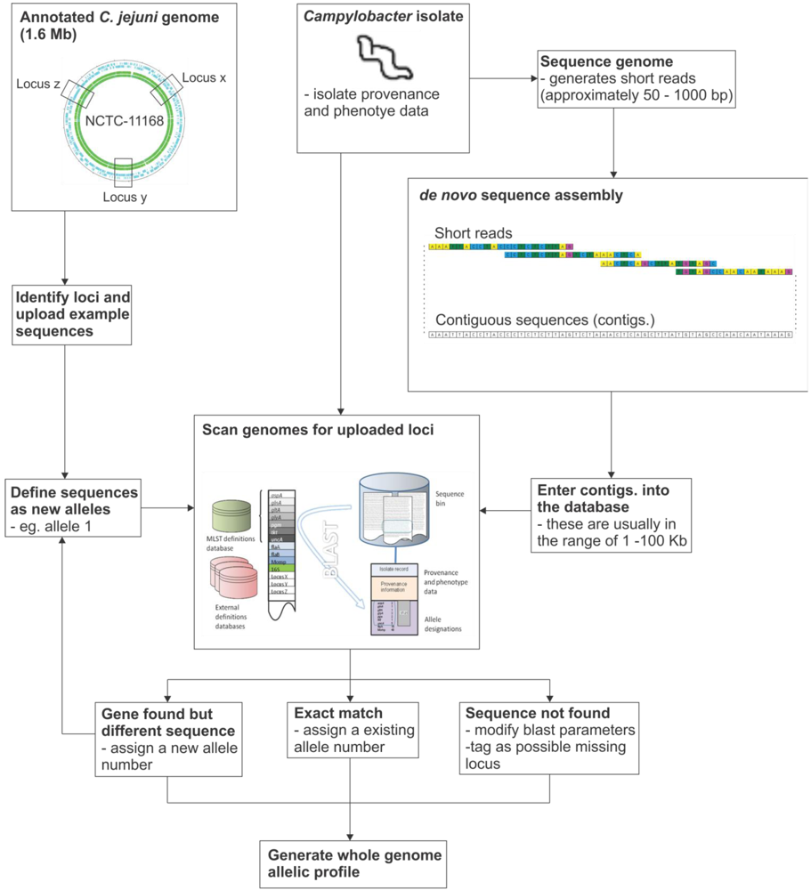 Genes | Special Issue : Bacterial Genomes and Their Evolution