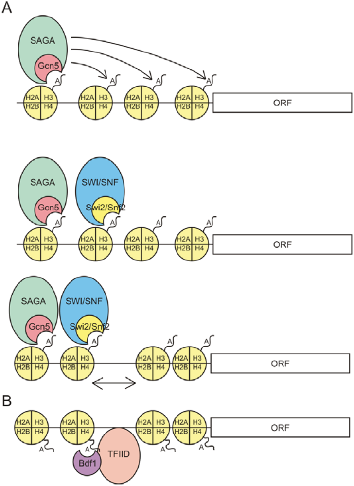 The Role of Bromodomain Proteins in Regulating Gene Expression