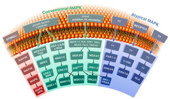 The Role of Mitogen-Activated Protein Kinase-Activated Protein Kinases ...