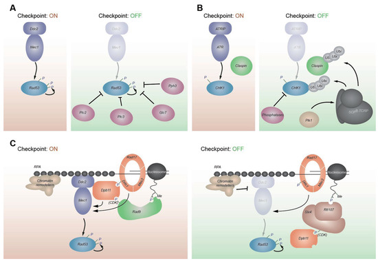 Replication Checkpoint: Tuning and Coordination of Replication Forks in ...