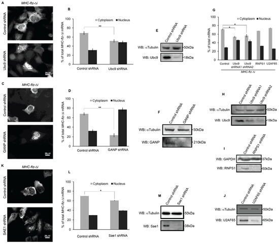 Genes | Special Issue : Mechanisms of mRNA Nuclear Export