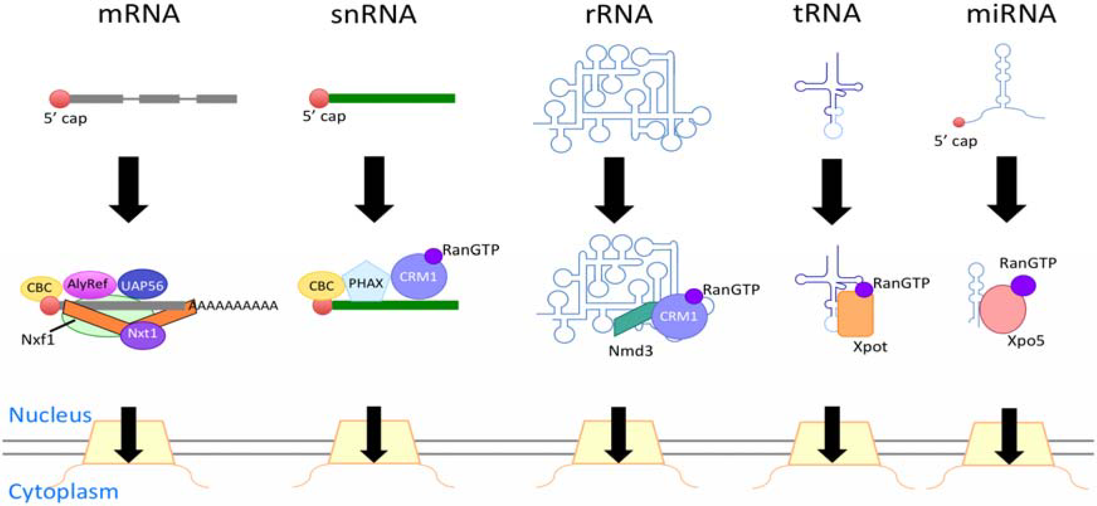 Genes Free Full Text Rna Export Through The Npc In Eukaryotes