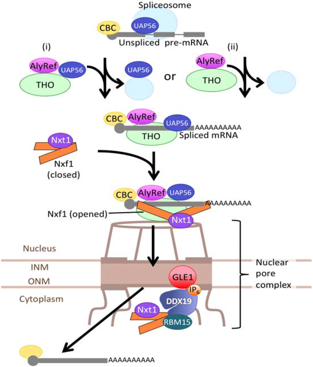 Genes | Special Issue : Mechanisms of mRNA Nuclear Export
