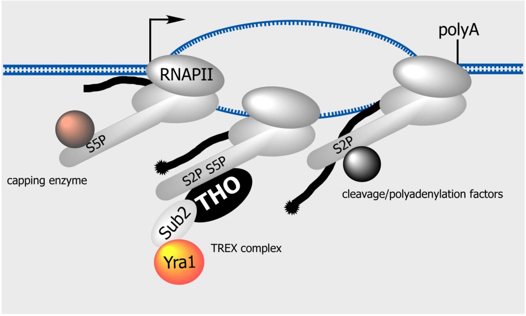 Genes | Special Issue : Mechanisms of mRNA Nuclear Export