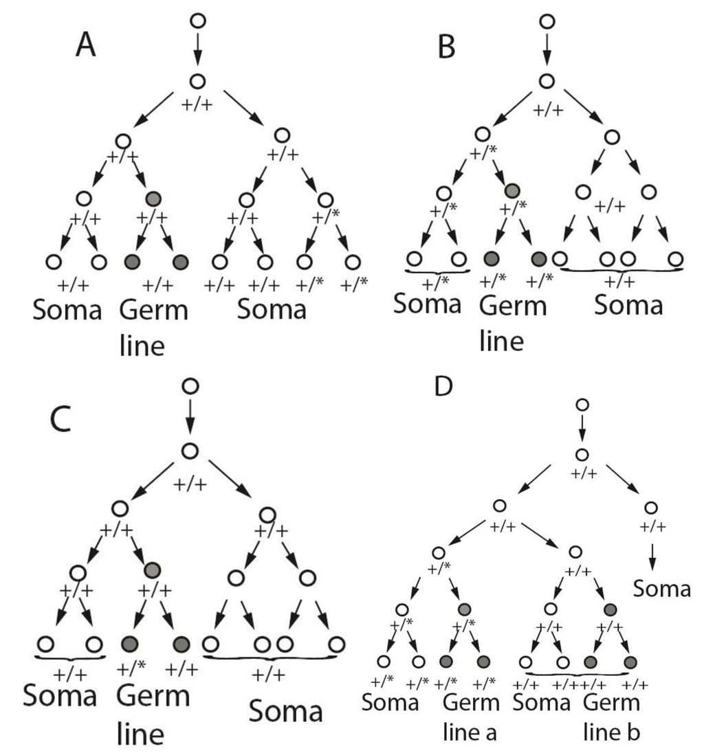 Genetic Mosaics and the Germ Line Lineage