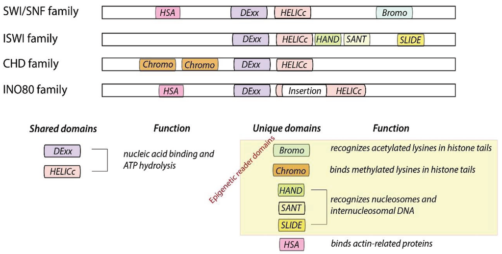 Chromatin Remodelers: From Function to Dysfunction