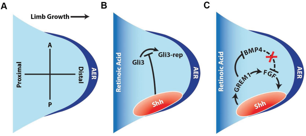 Hedgehog Signaling during Appendage Development and Regeneration