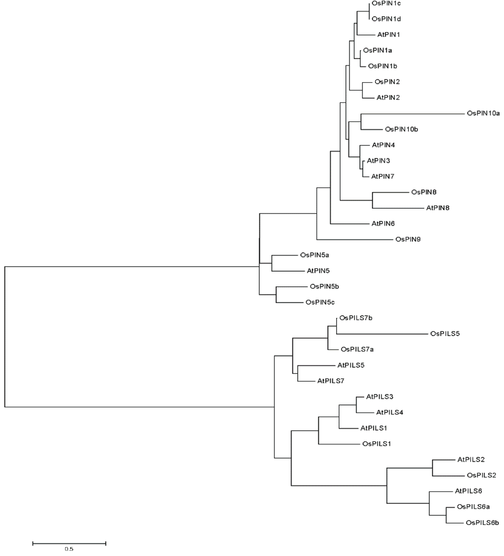 Identification and Expression Analysis of PIN-Like (PILS) Gene Family ...