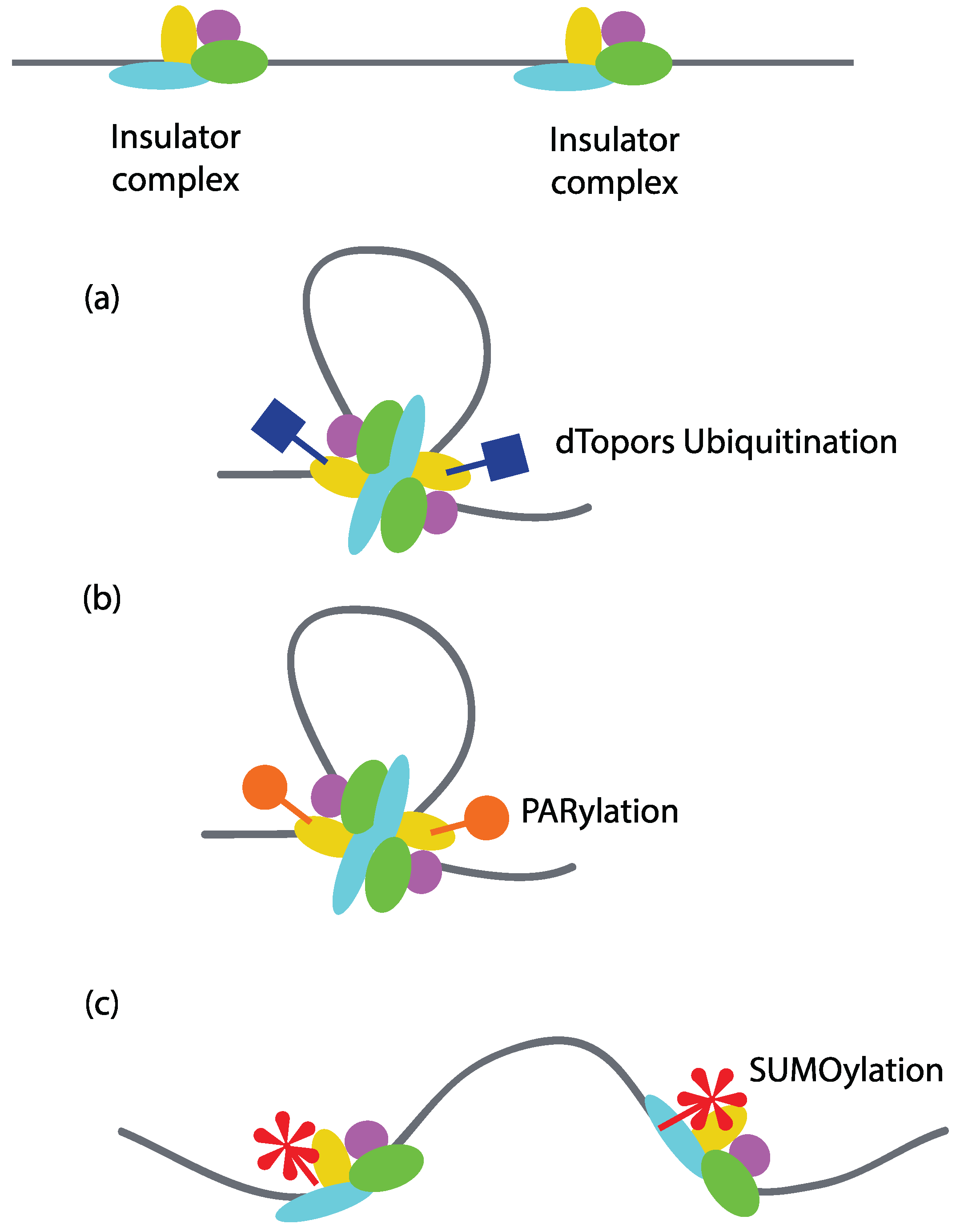 Genes Free Full Text Chromatin Insulators And Topological Domains