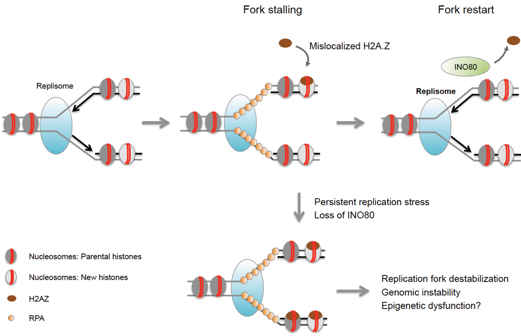 Genes | Free Full-Text | Replication Stress: A Lifetime of Epigenetic ...