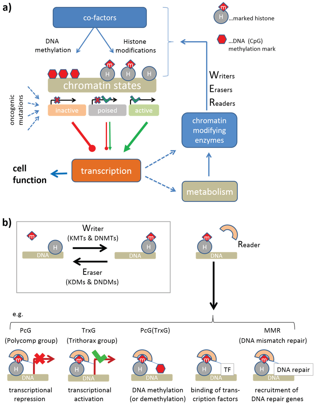 Genes | Free Full-Text | Epigenetic Heterogeneity of B-Cell Lymphoma ...